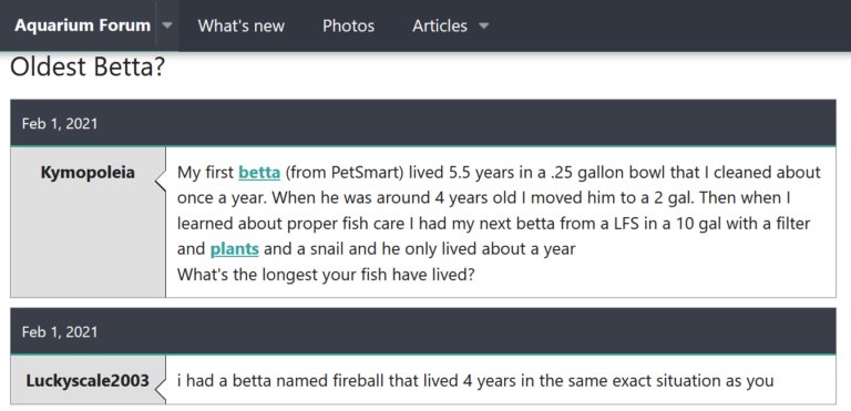 The Oldest Living Betta Fish in the World - AquariumCirlce