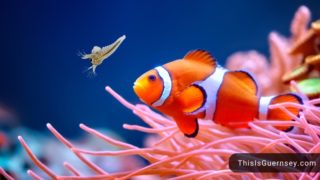 What To Feed Clownfish - Best Food For Clownfish
