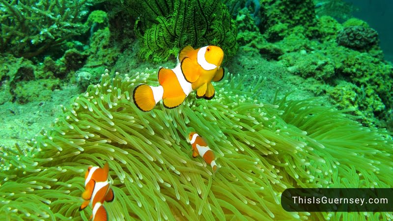 How Often To Feed Clownfish? Clownfish Care Guide