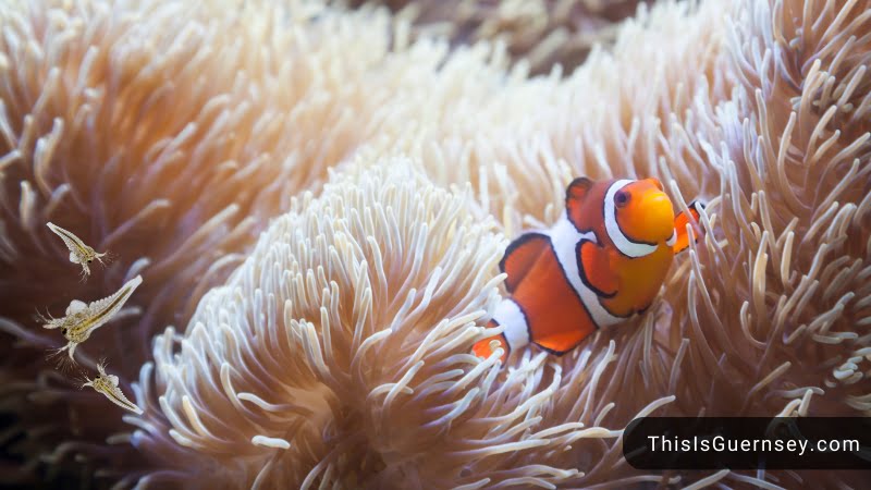 What To Feed Clownfish - Best Food For Clownfish