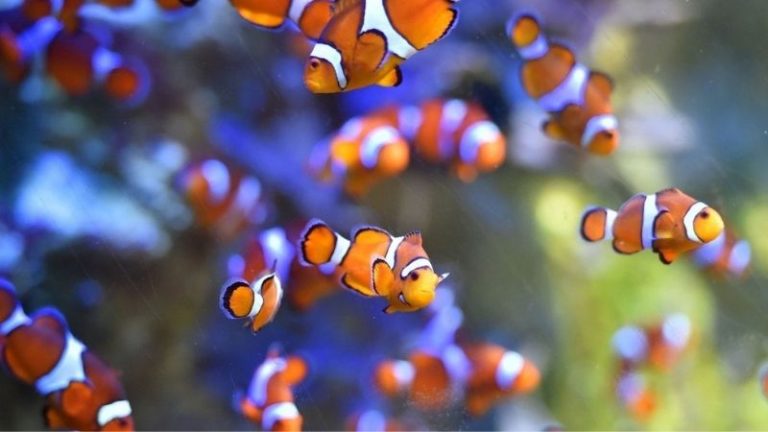 What To Feed Clownfish - 3 Good Foods