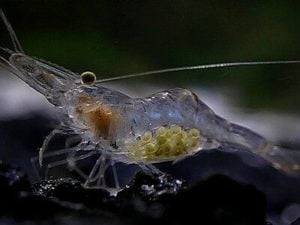 Marine Grass Shrimp: A Pretty, Amazing Species (Top 5 facts)