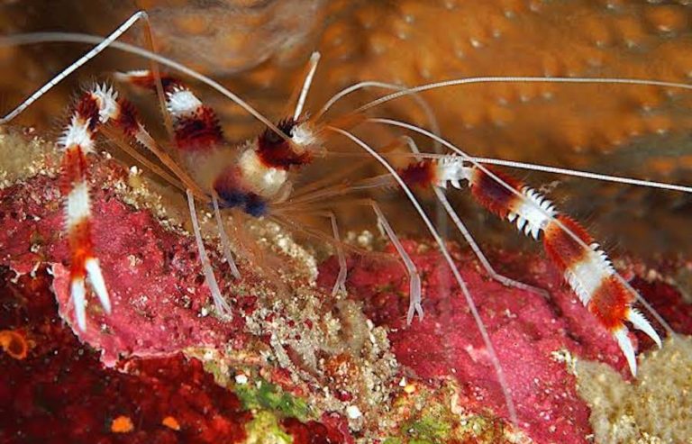 Top 10 The Best Cleaner Shrimp - Do You Know?