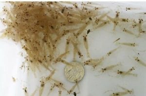 Marine Grass Shrimp: A Pretty, Amazing Species (Top 5 facts)