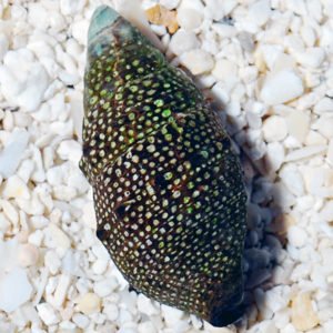 Top 4 Best Snails For Reef Tank - AquariumCircle