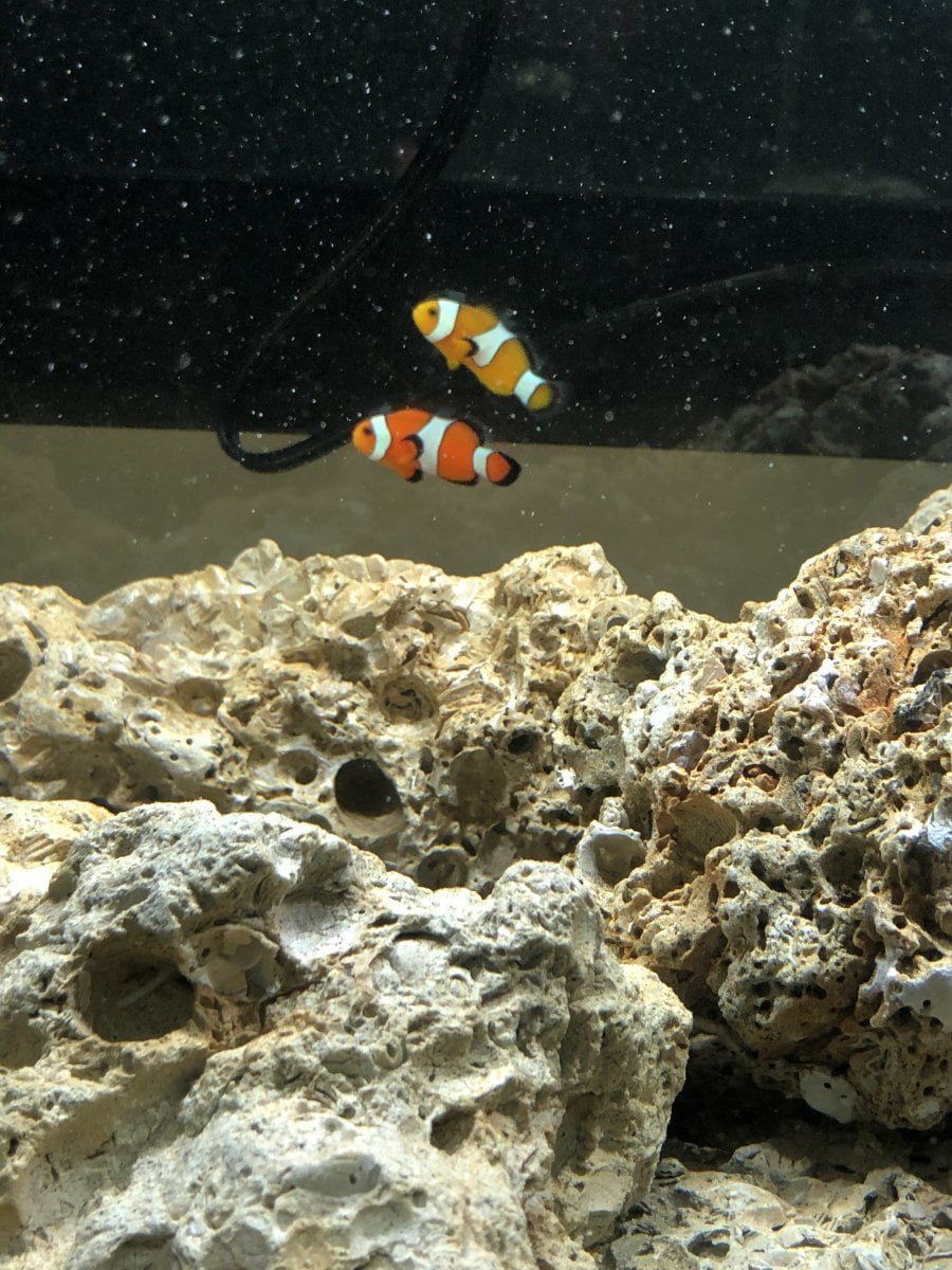 Acclimating Clownfish: 5 Important Things You Should Know
