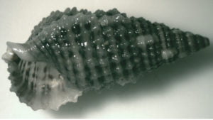 The Fascinating And Amazing World of Dwarf Cerith Snails