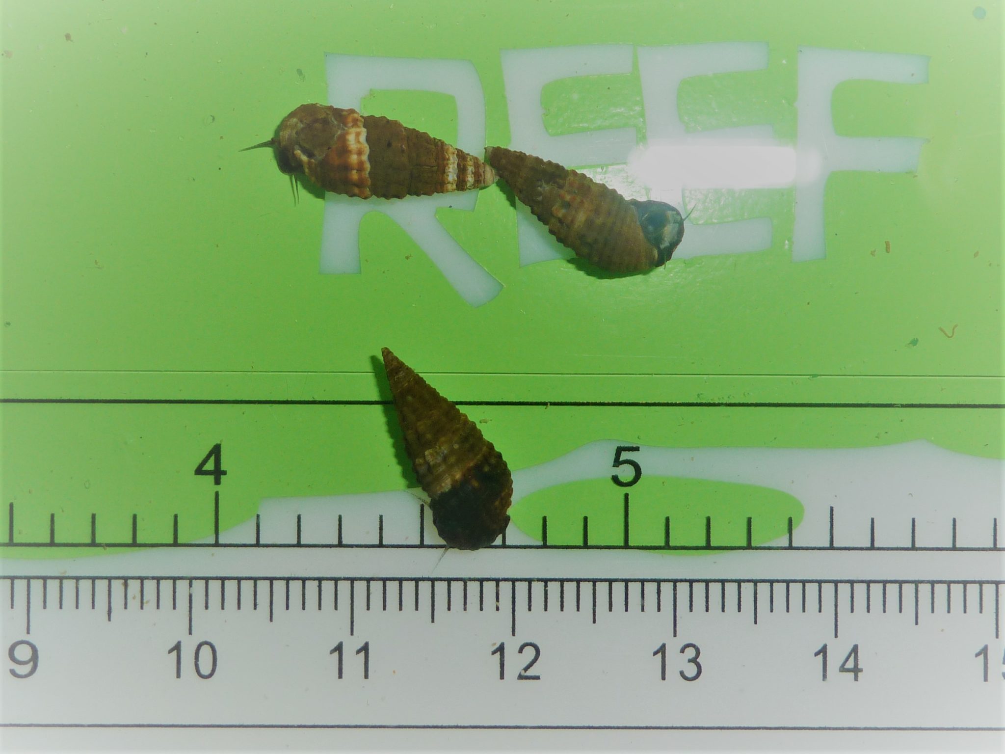 The Fascinating And Amazing World of Dwarf Cerith Snails