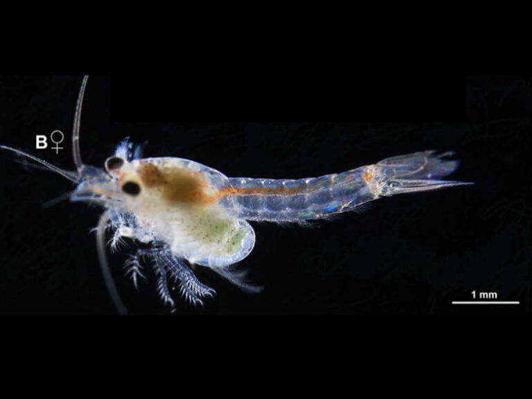 Raising Mysis Shrimp: Effective Ways to Make It a Success