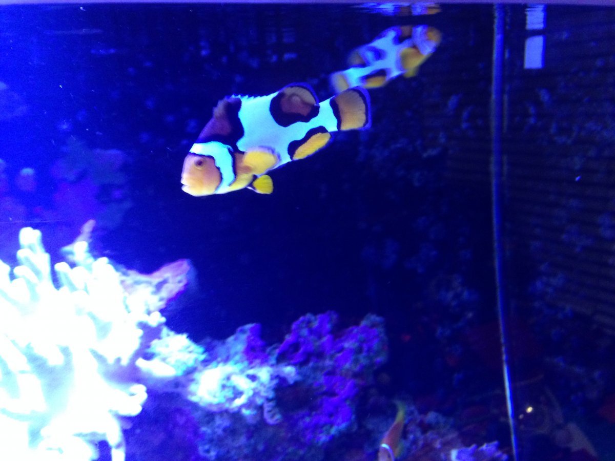 Common Clownfish Behavior you need to know - Do they fight?