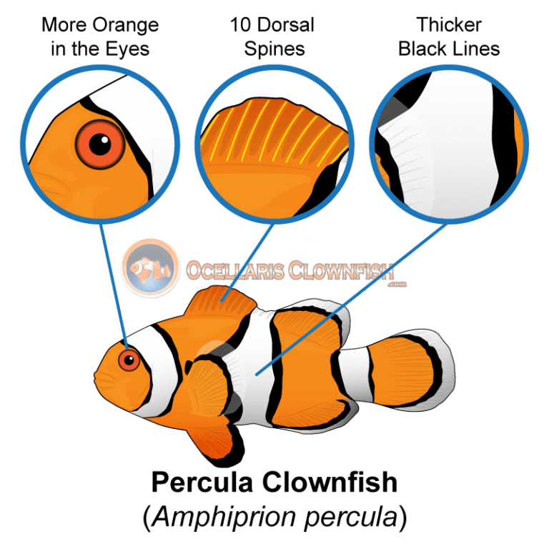 4 Difference Between True Vs False Percula Clownfish 4-difference-between-true-vs-false-percula-clownfish