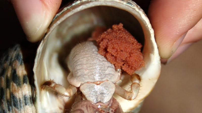 Hermit Crabs Mating