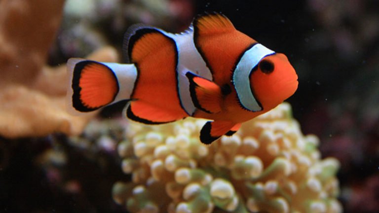 What Is The Smallest Clownfish Species? (Awesome Fact)