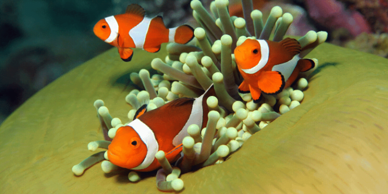 7 Process To Give Freshwater Dip Clownfish And Top 3 Tips