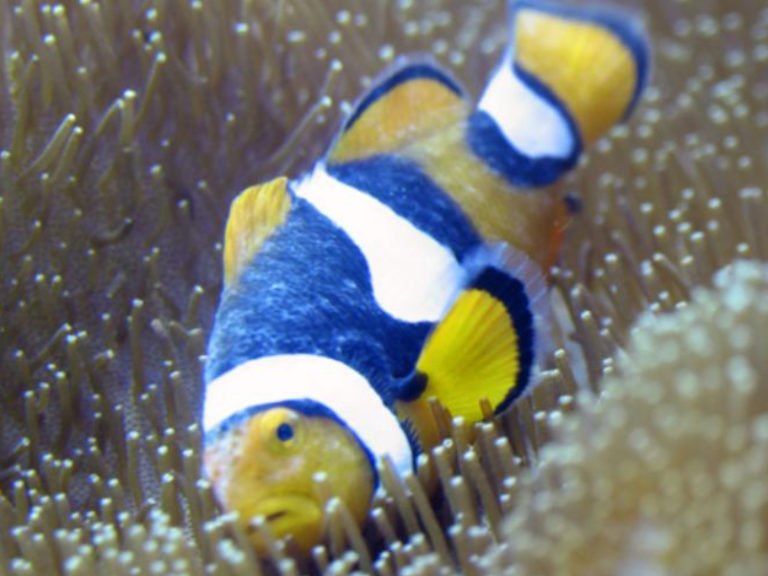 Brooklynella Clownfish Disease: Symptoms And Best Treatment