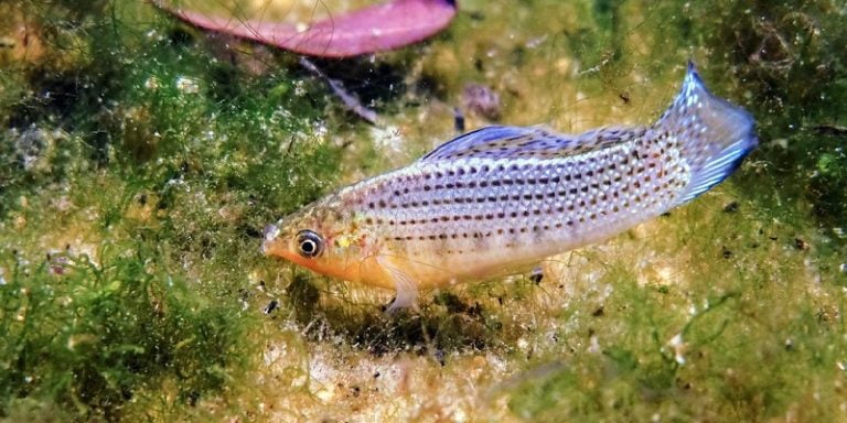 Are Molly Fish Aggressive? Incredible Facts To Discover