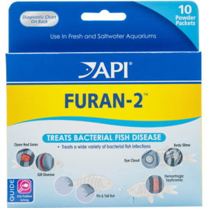 10 Molly Fish Diseases (with Pictures) & How To Prevent It