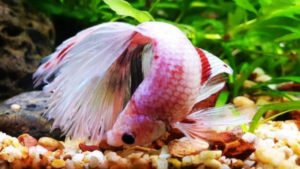 Betta Fish Sleeping Or Dead: An Aquarium Enthusiast's Advice