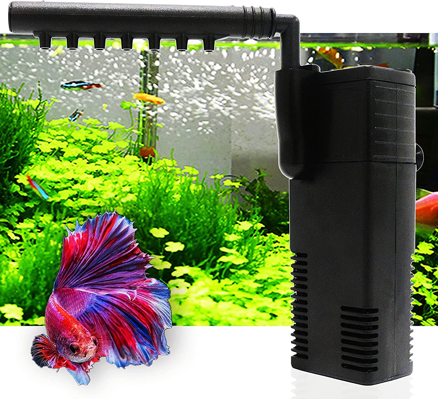 How Many Betta Fish In A 10 Gallon Tank: Useful Guide