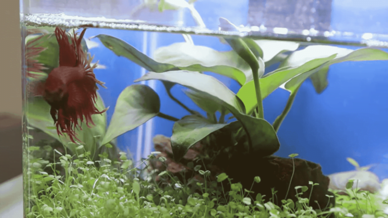 Healthy Betta fish vs unhealthy: 9 signs before bettas die