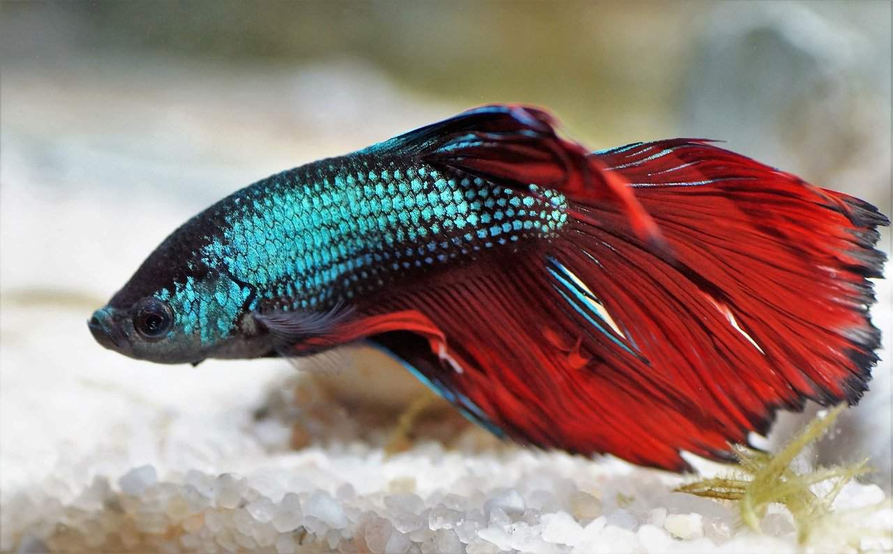 Betta Fish Sleeping Or Dead: An Aquarium Enthusiast's Advice