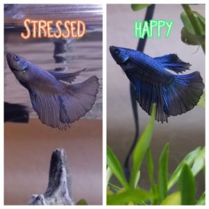 Do Betta Fish Change Color: 4 Most Common Reasons