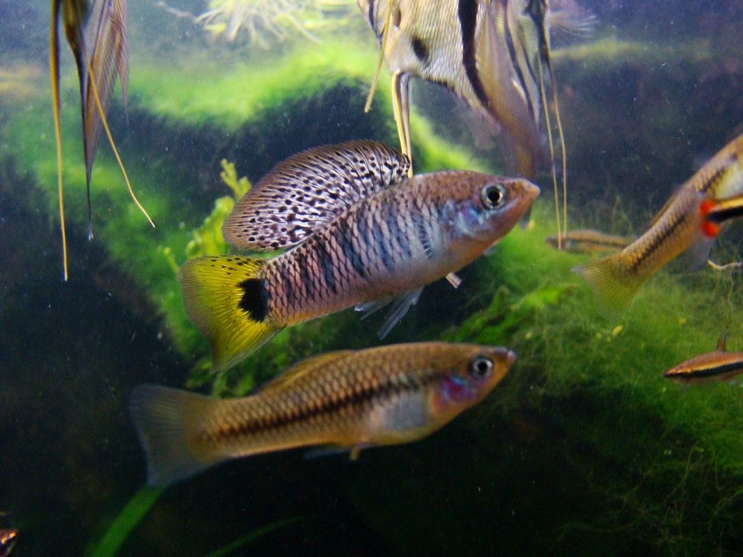 Top 10 Common Swordtail Fish Types: Amazing Facts