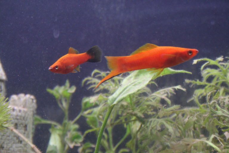 Swordtail Fish - AquariumCircle