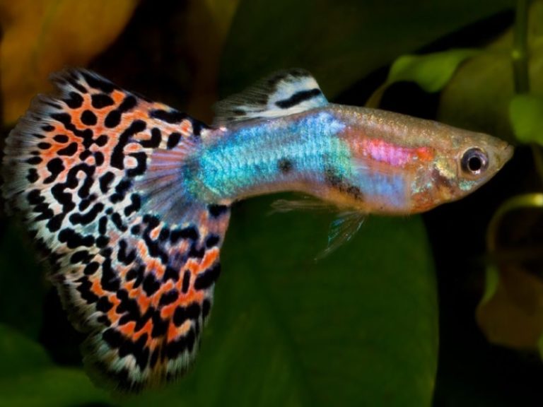 Top 13 Long Tail Beautiful Guppy Fish Make You Fall In Love