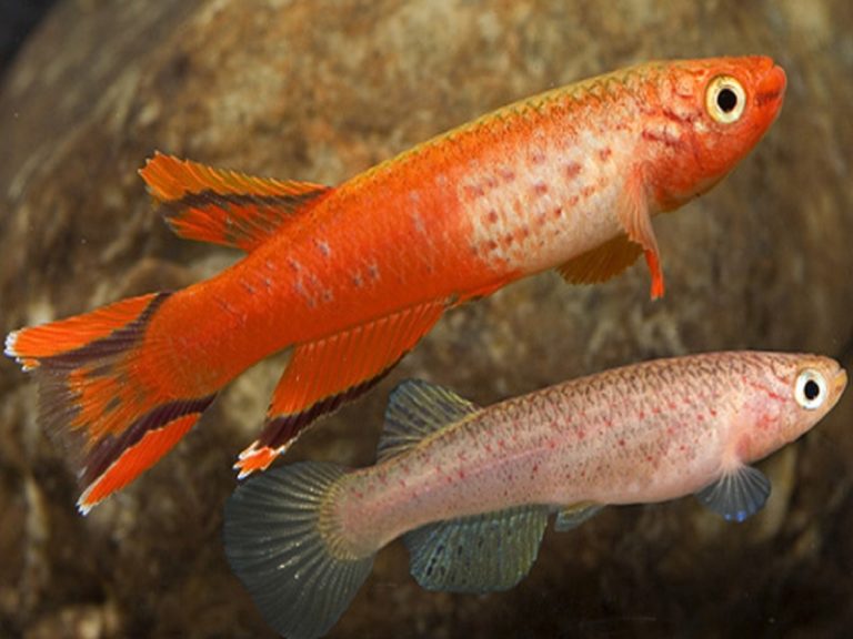 How To Tell Male And Female Killifish & Ways To Breed Them