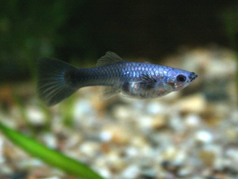 5 Easy Tricks To Tell Female Guppy Fish From Males