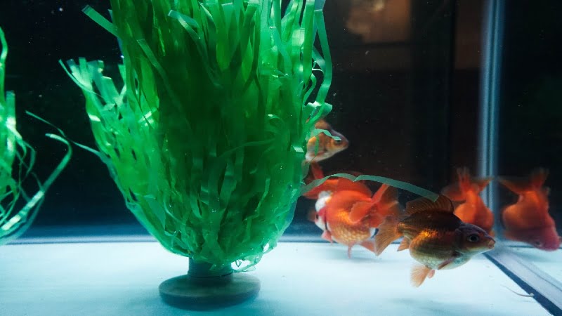 Gardneri Killifish Eggs: What Is The Top Way To Raise?