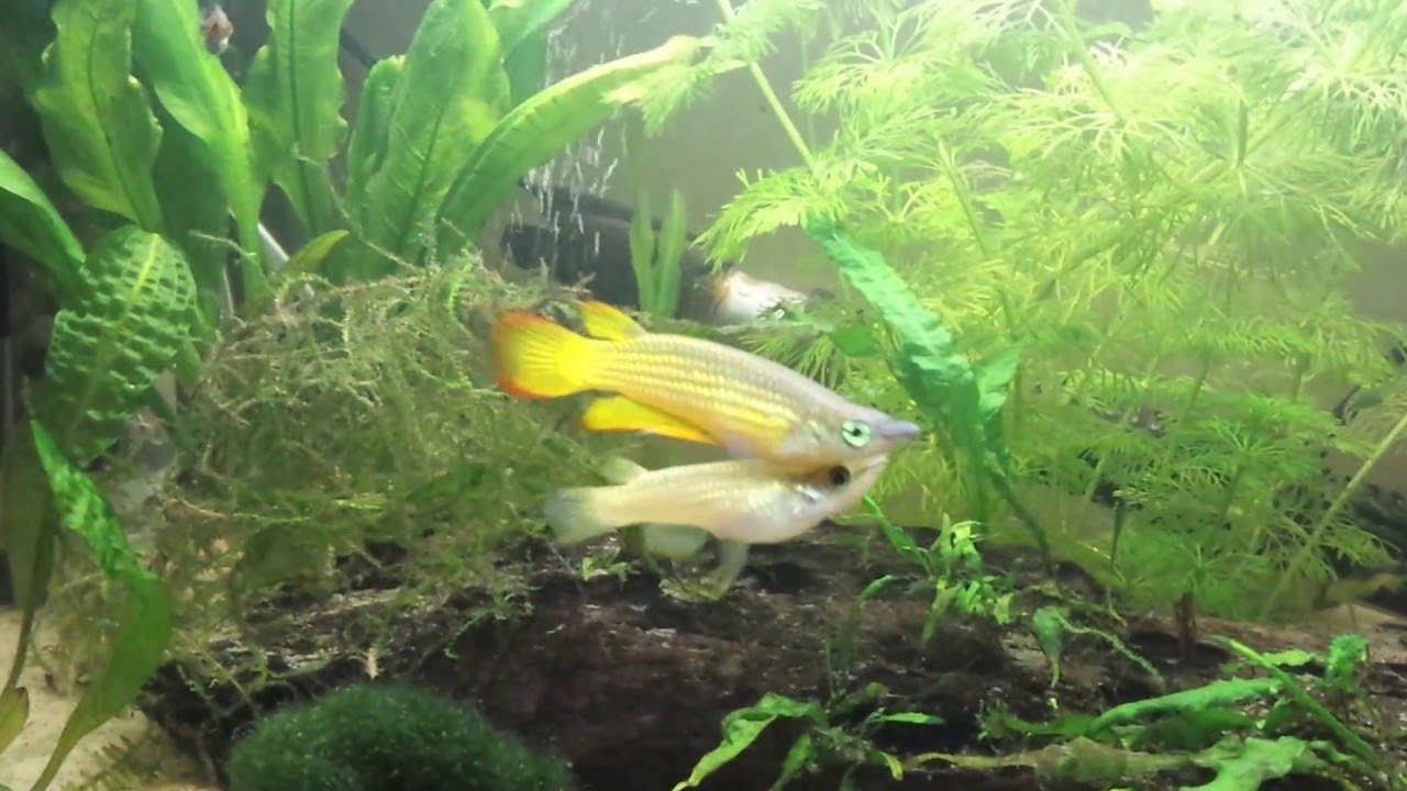 Breeding Golden Wonder Killifish: Top 4 Useful Information