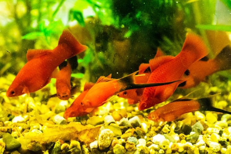 3 Crucial Tips On Taking Care Of Swordtail Fish Fry