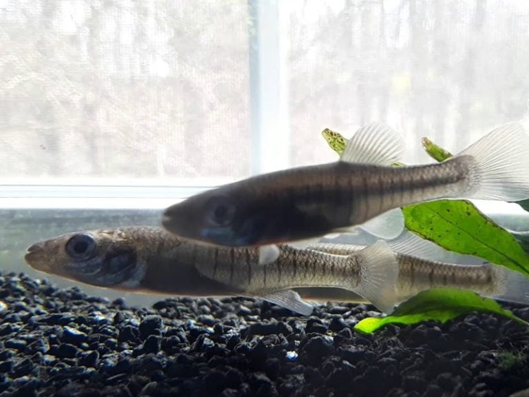 Top 10 Exciting Information About Banded Killifish Aquarium