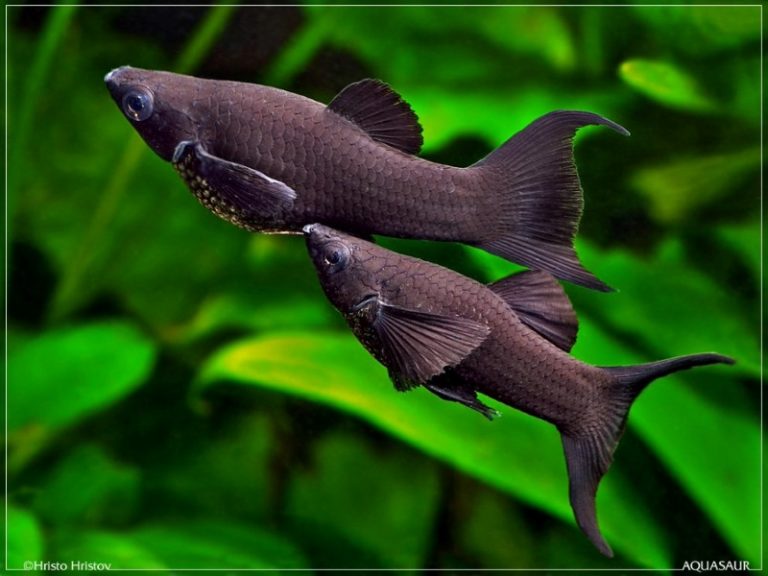 What Are Rare Molly Fish Colors? 17 Types & Helpful Guide
