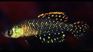 Black pearl killifish facts: 5 interesting things