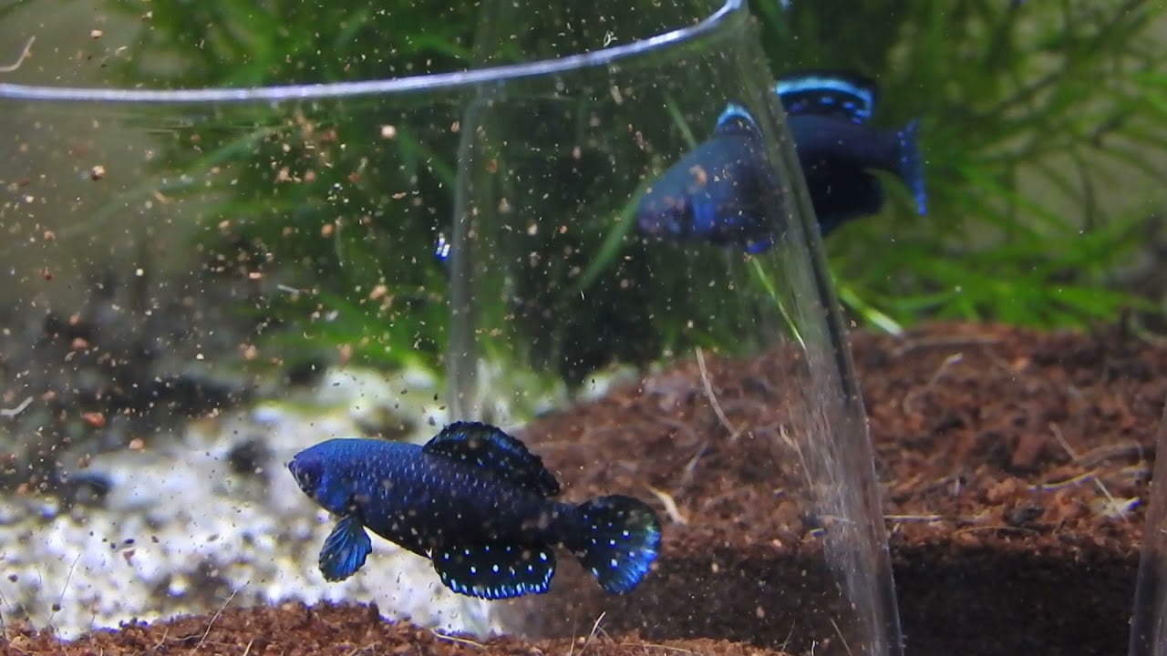 Black pearl killifish facts: 5 interesting things