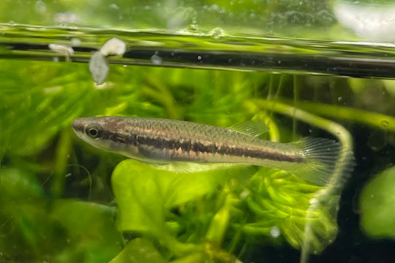North American Killifish: An Amazing Fish You Should Know