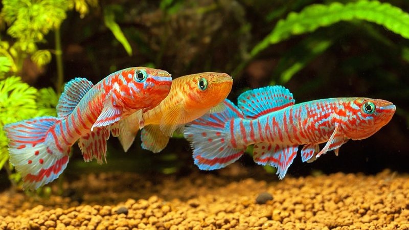 9 Best Common Types Of Non Annual Killifish For Aquarium