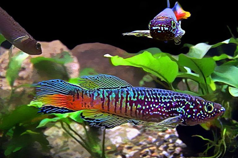 Blue Gularis Killifish: Eggs, Tankmates, Lifespan & More