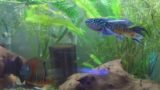 Blue Gularis Killifish: Top 3 Important Facts