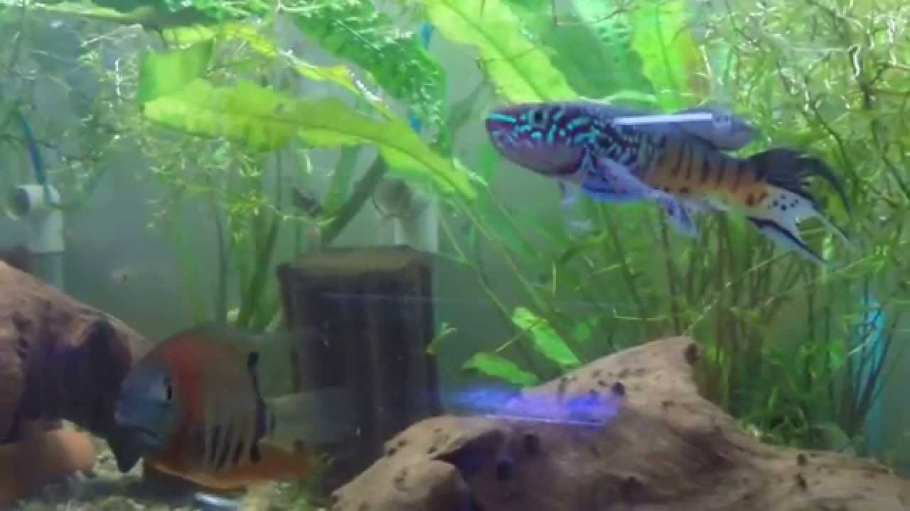 Blue Gularis Killifish: Eggs, Tankmates, Lifespan & More