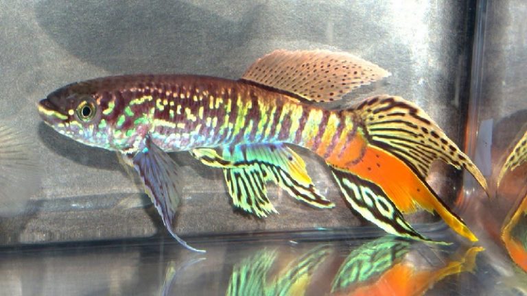 Blue Gularis Killifish Lifespan: A Useful Data You Must Know
