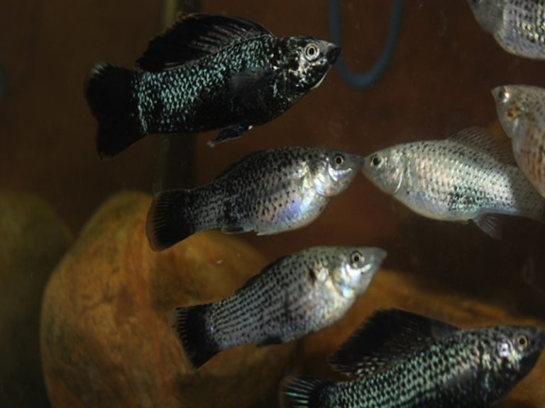 Blue Molly Fish: Rare Hue, 3 Detail Cases & Care Guidelines