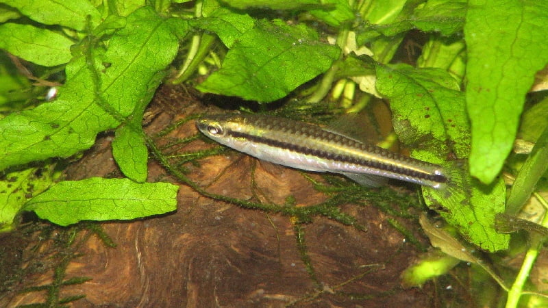 Bluefin Killifish California: How To Satisfy Your Nice Fish