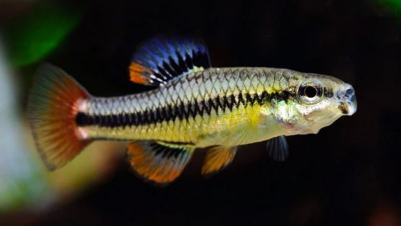 North American Killifish: An Amazing Fish You Should Know