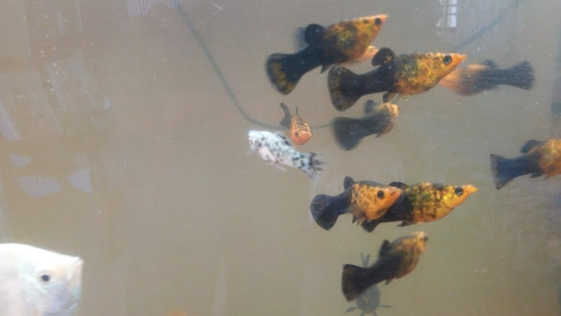 Chocolate Molly Fish Facts: Care, Diet And Tank Mates - AquariumCircle