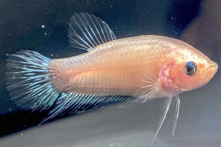 Top 11 Rainbow Female Betta Fish That You Need To Know