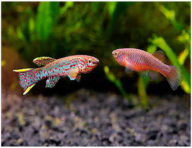 Gardneri Panchax Killifish: 3 Interesting Things To Know